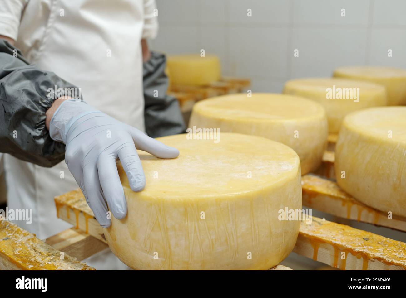 Person inspecting large cheese wheels in factory environment while ...
