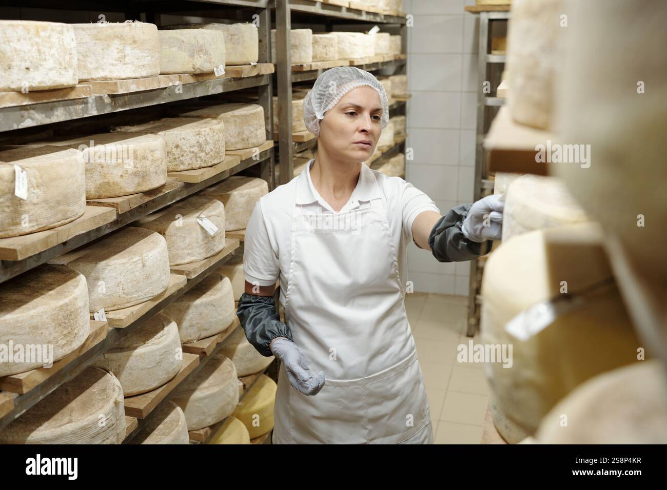 Woman carefully inspecting cheese wheel in aging room filled with ...