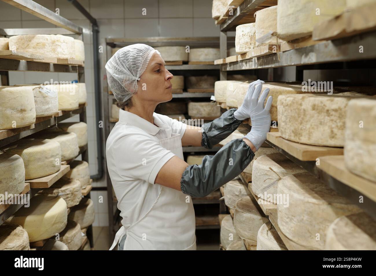 Woman inspecting rows of cheese wheels in cheese maturation room ...