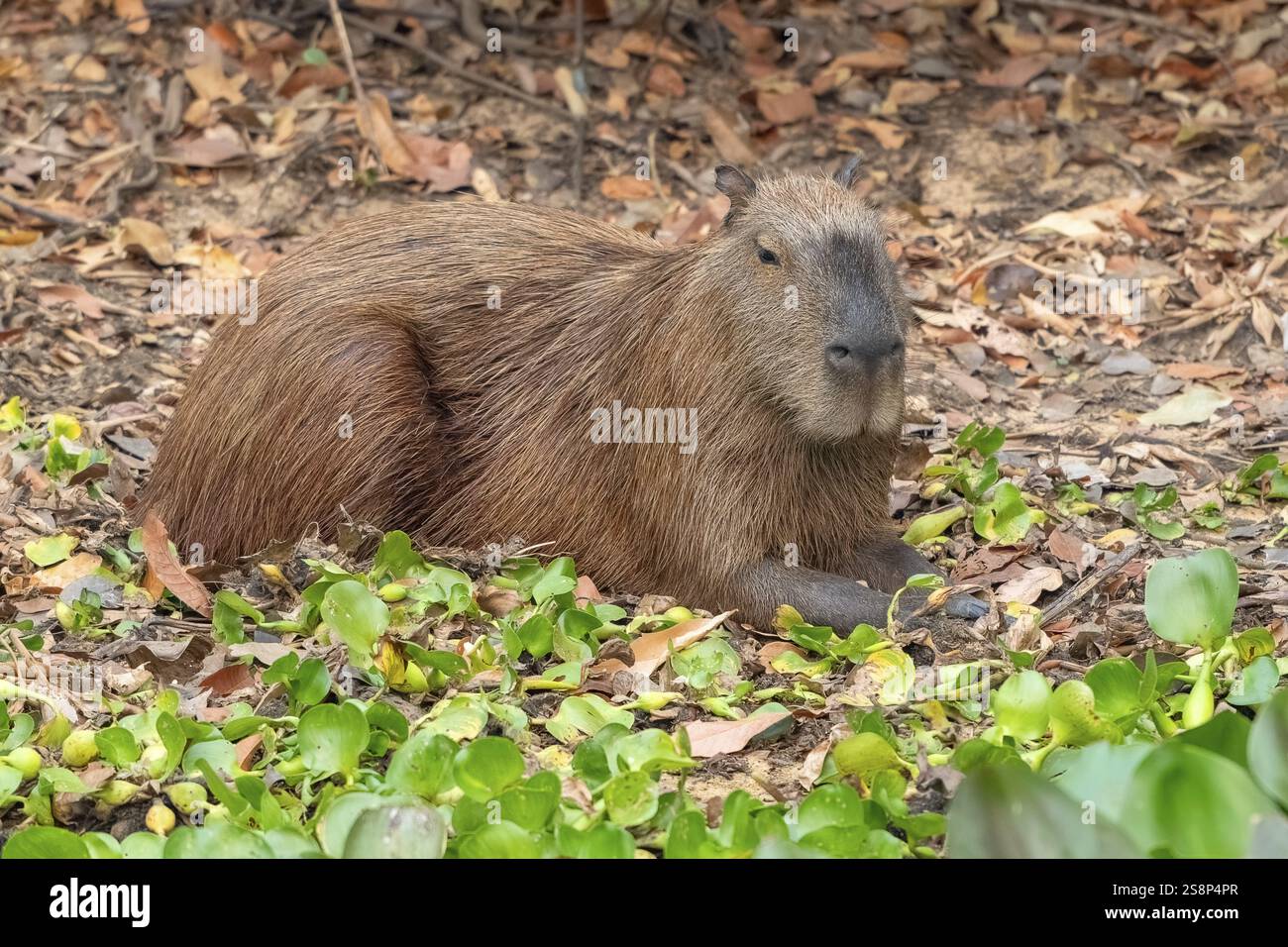 Capybara or capybara (Hydrochoerus hydrochaeris), Pantanal, inland ...