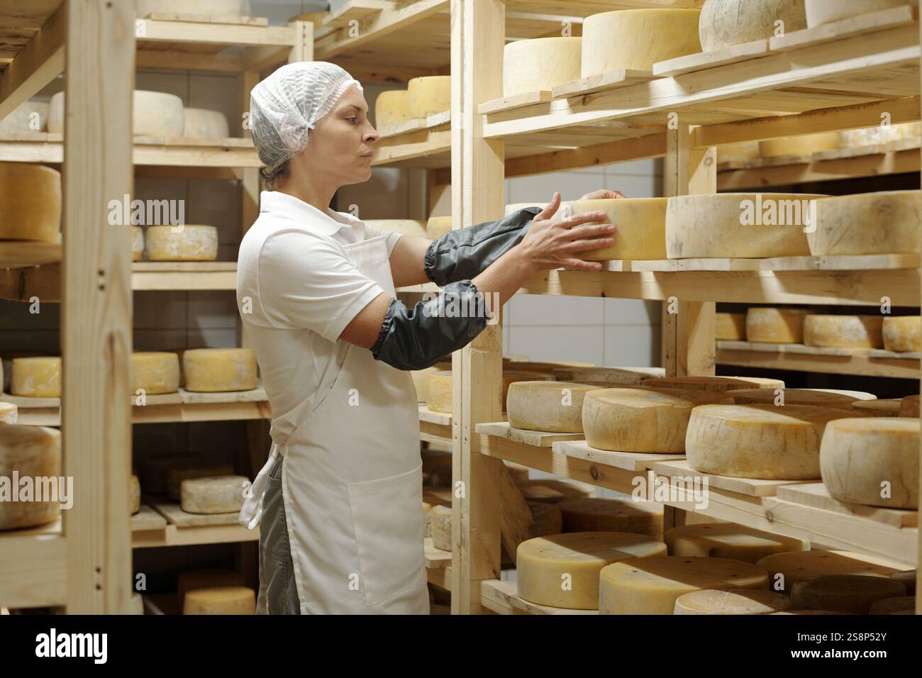 Worker cautiously inspecting and rotating cheese wheels in an aging ...