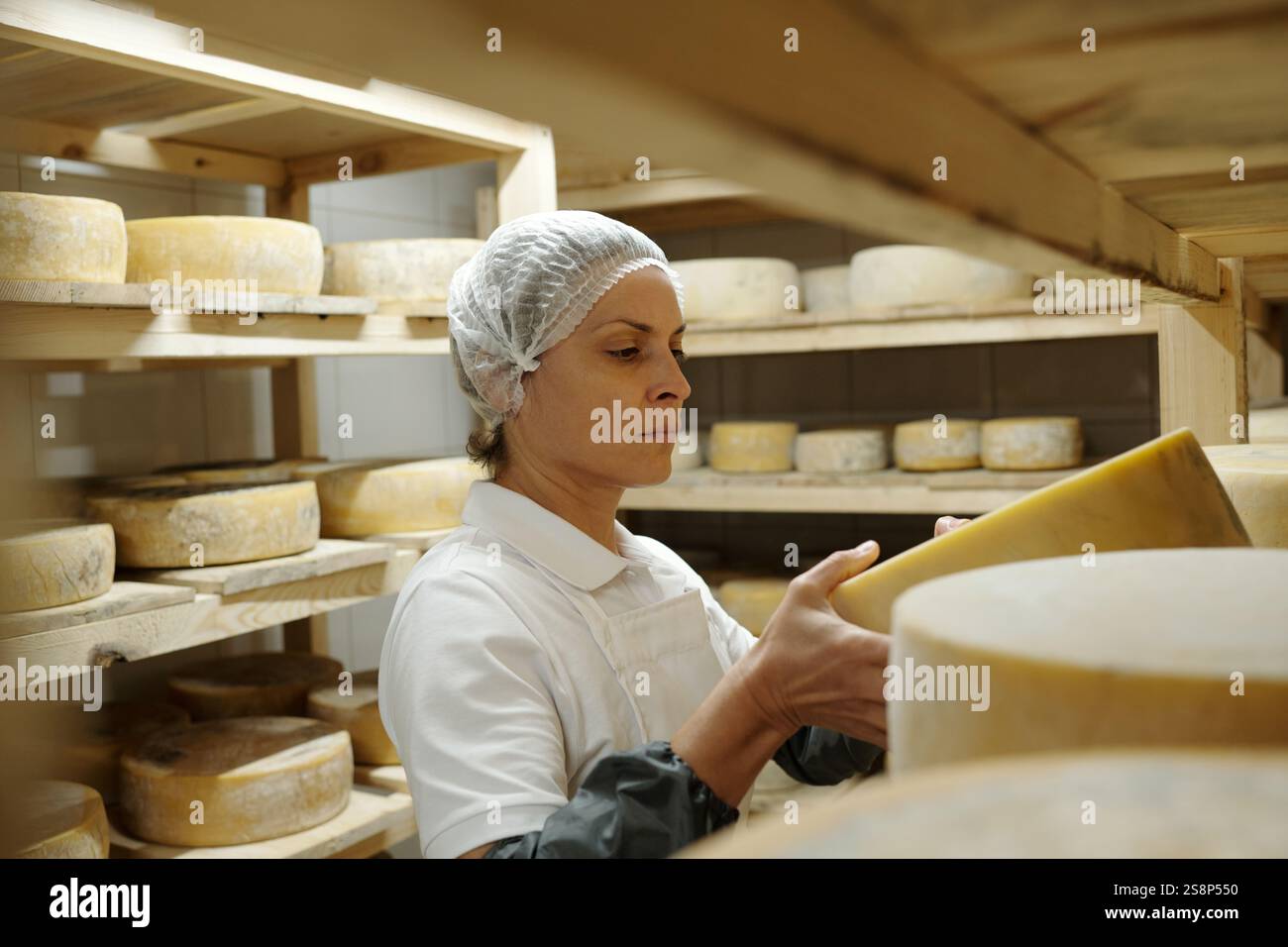 Worker inspecting cheese wheels in storage room under controlled ...