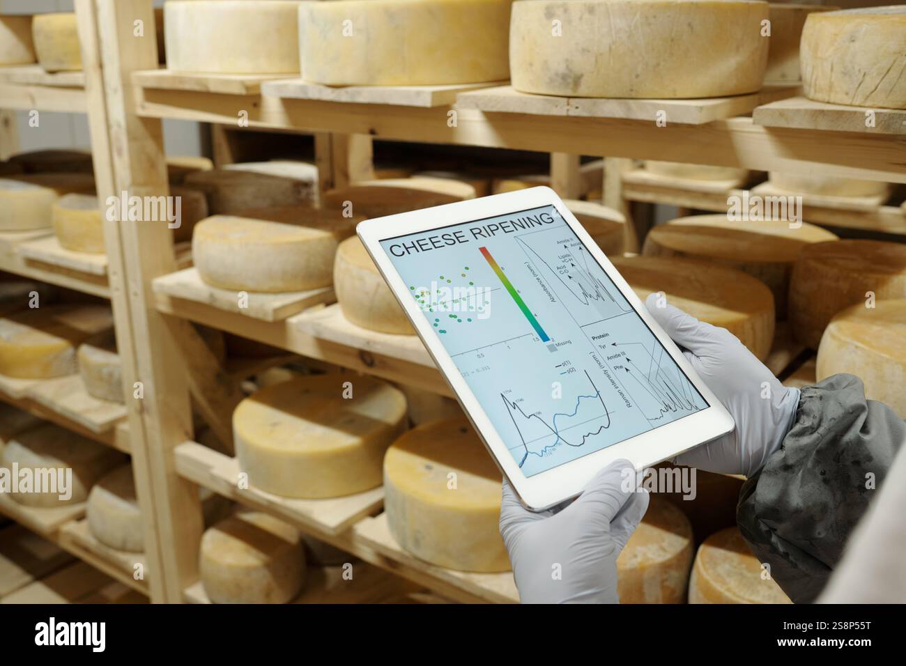 Person in cheese storage room checking ripening progress on digital ...