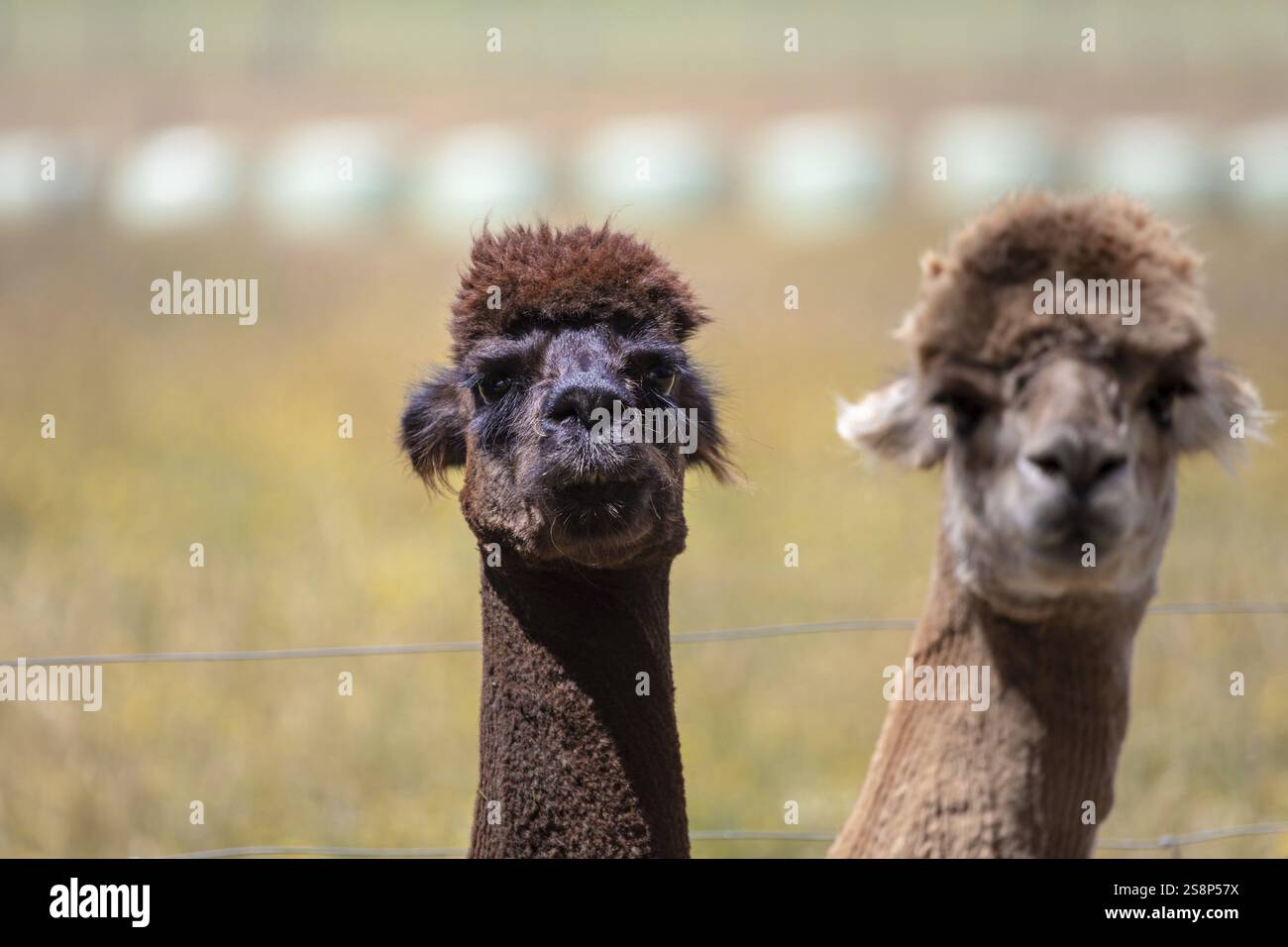 An image of an Alpaca animal in New Zealand Stock Photo - Alamy