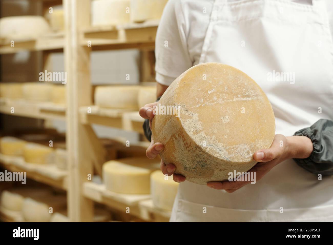 Person holding a large wheel of cheese surrounded by shelves filled ...