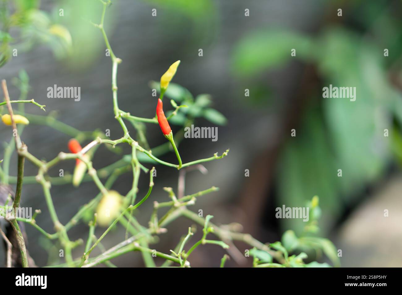 A close-up view of a chili pepper plant with red and yellow peppers ...