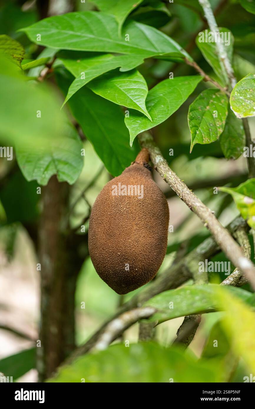 Cupuaçu Fruit on Tree Branch in the Amazon Rainforest Stock Photo - Alamy