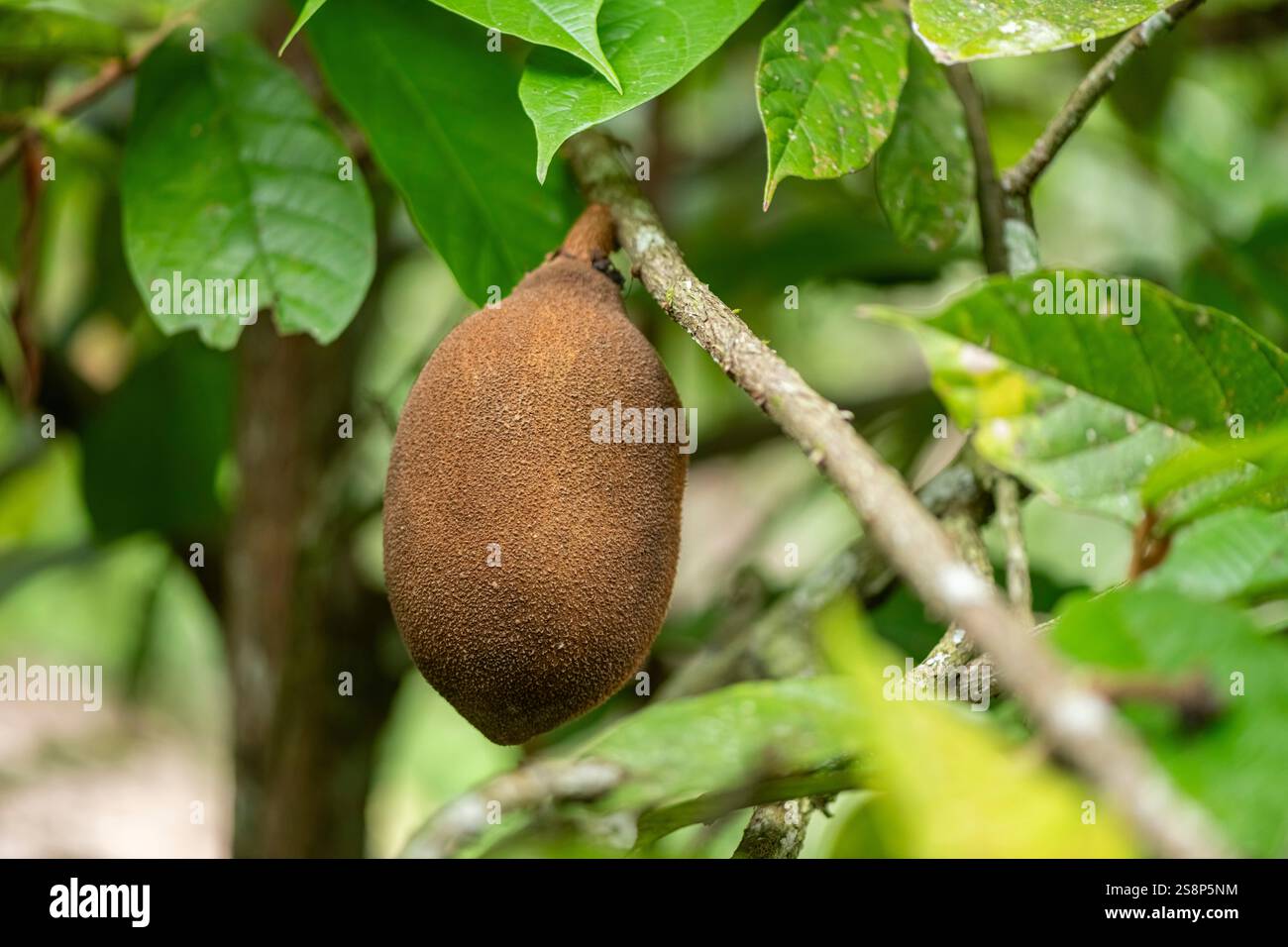 Cupuaçu Fruit on Tree Branch in the Amazon Rainforest Stock Photo - Alamy