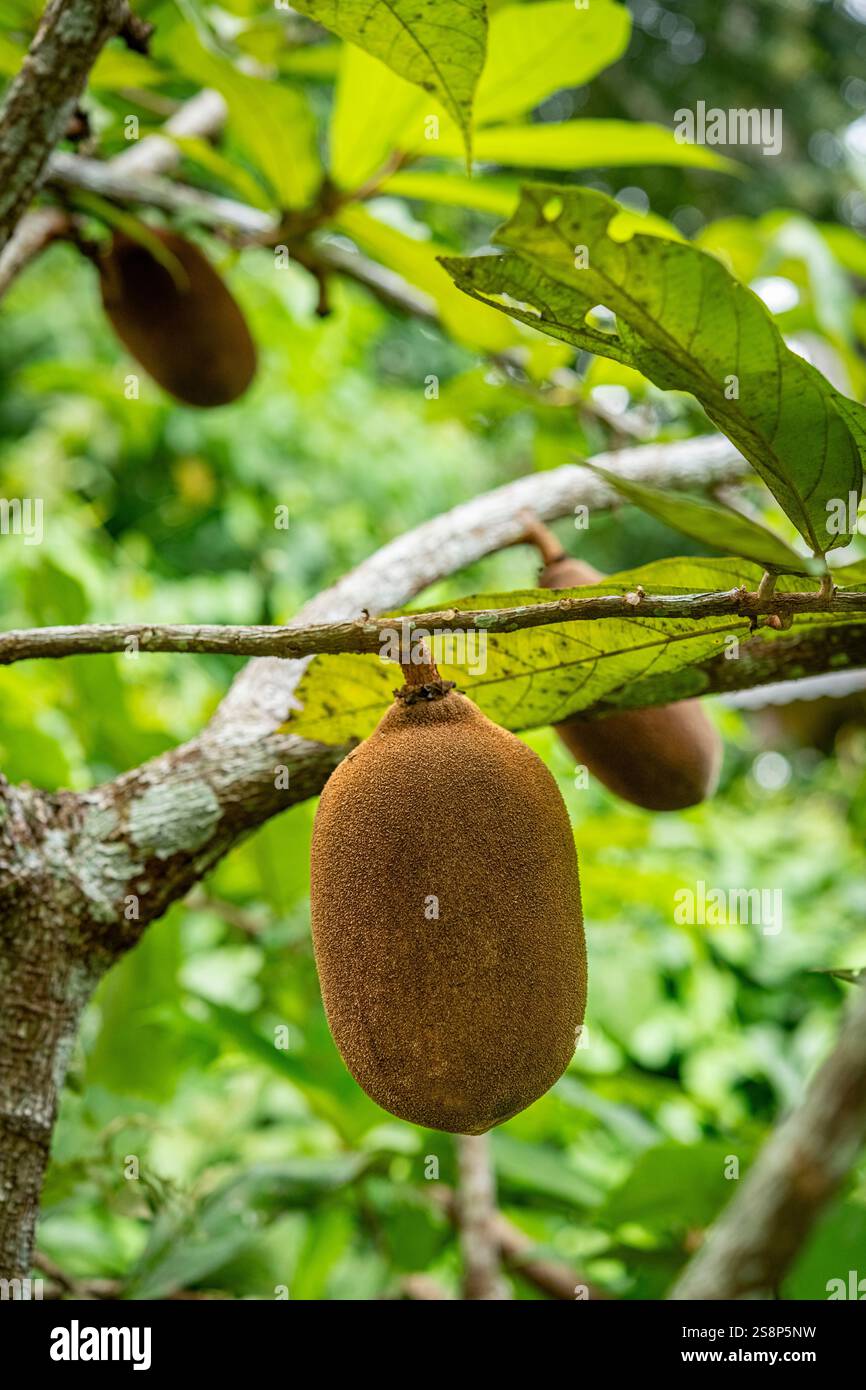 Cupuaçu Fruit on Tree Branch in the Amazon Rainforest Stock Photo - Alamy