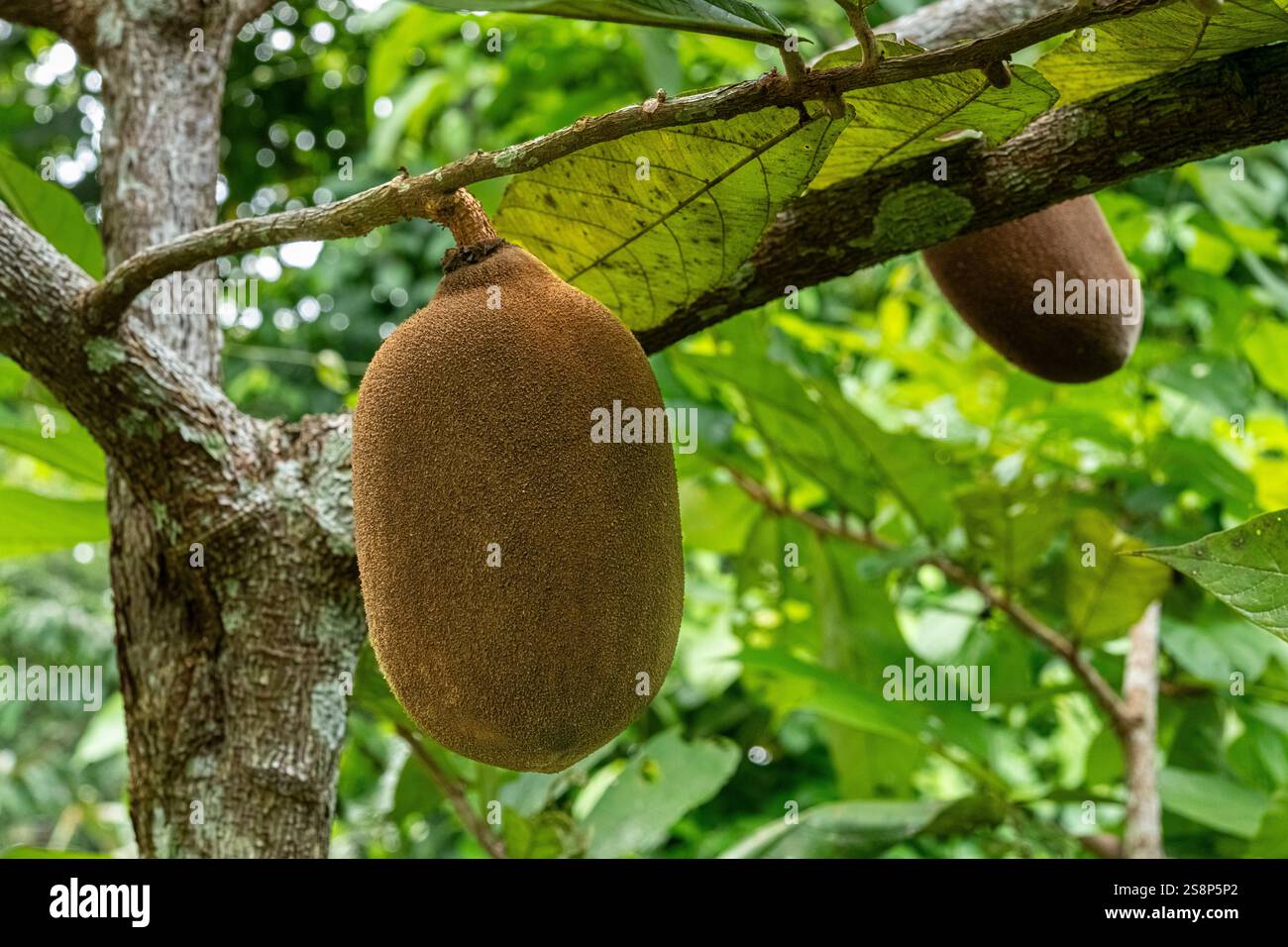 Cupuaçu Fruit on Tree Branch in the Amazon Rainforest Stock Photo - Alamy