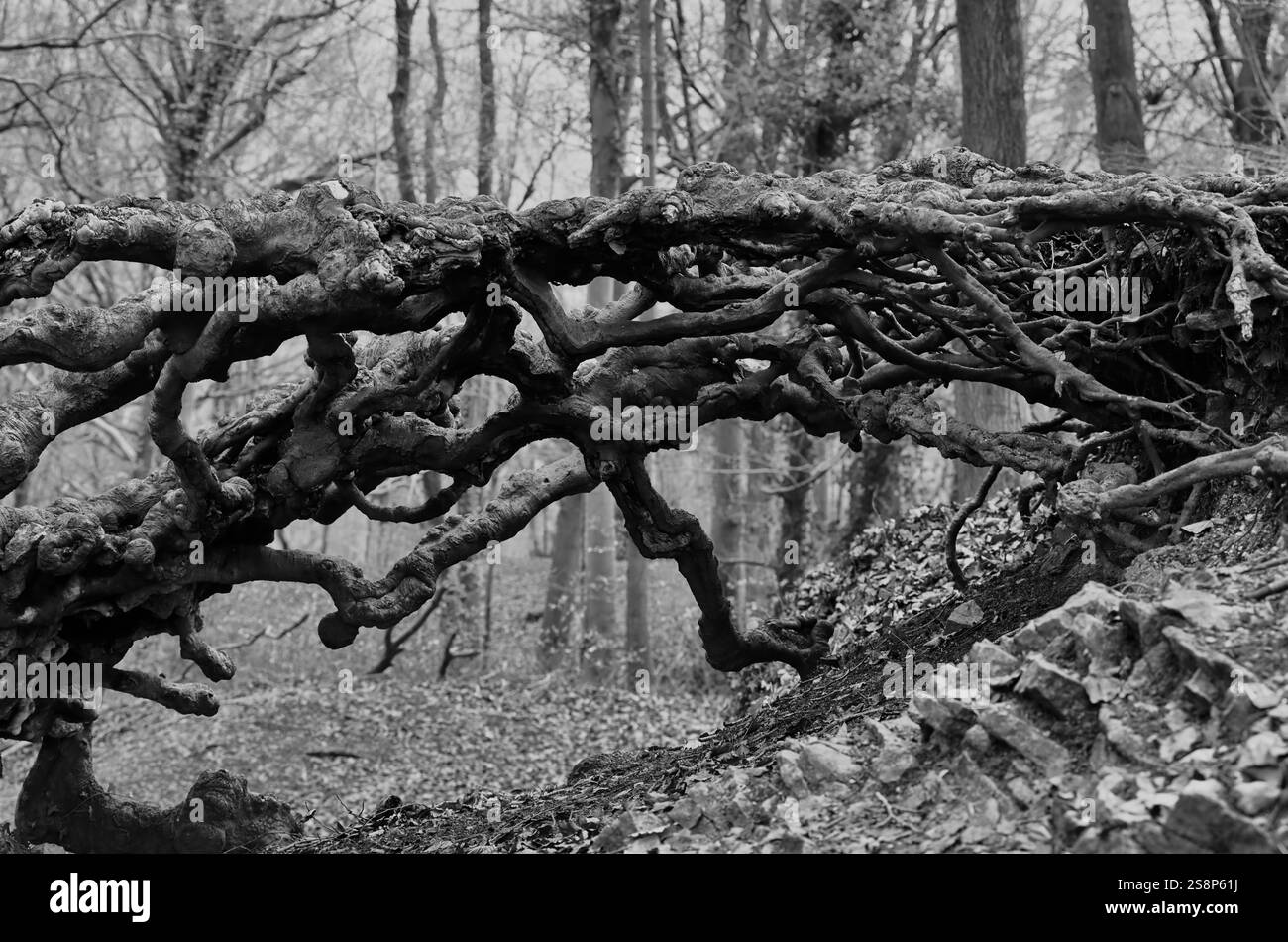 Bridge of exposed Beech tree roots in woodland (Black and White Stock ...
