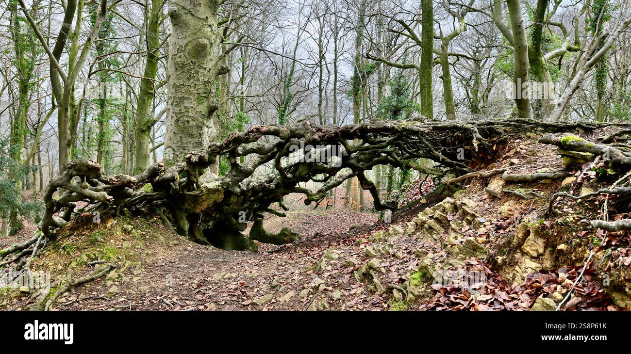 Bridge of exposed Beech tree roots in woodland Stock Photo - Alamy