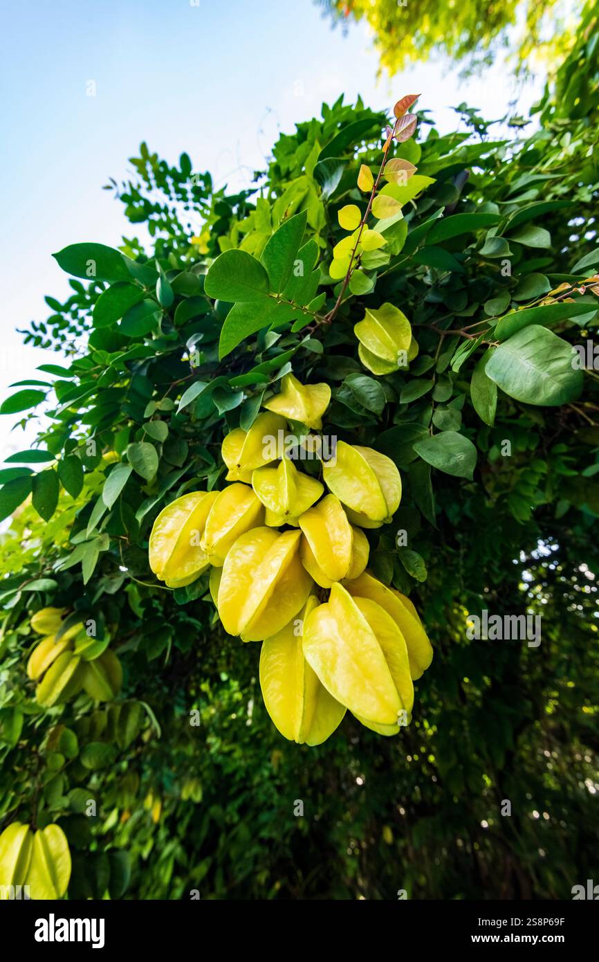 C shaped branch hi-res stock photography and images - Alamy