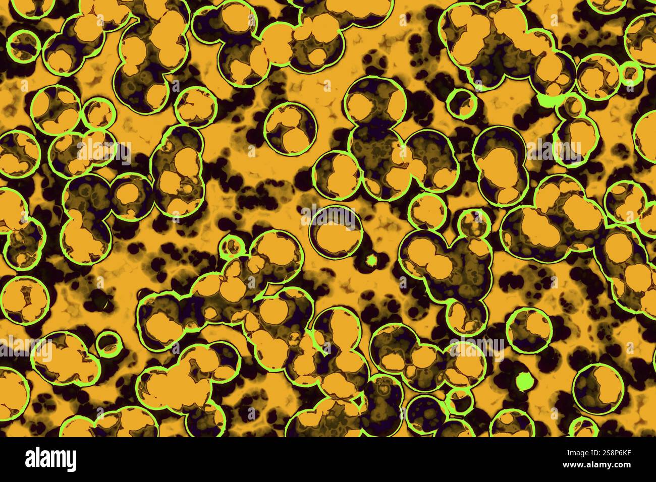 Shape of bacterial cell: cocci, bacilli, spirilla bacteria background ...