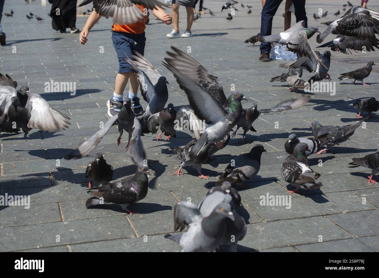 Child running after pigeons. and playing with pigeons birds in city ...