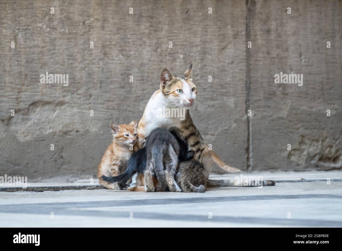 An image of cats of Cairo Egypt Stock Photo - Alamy