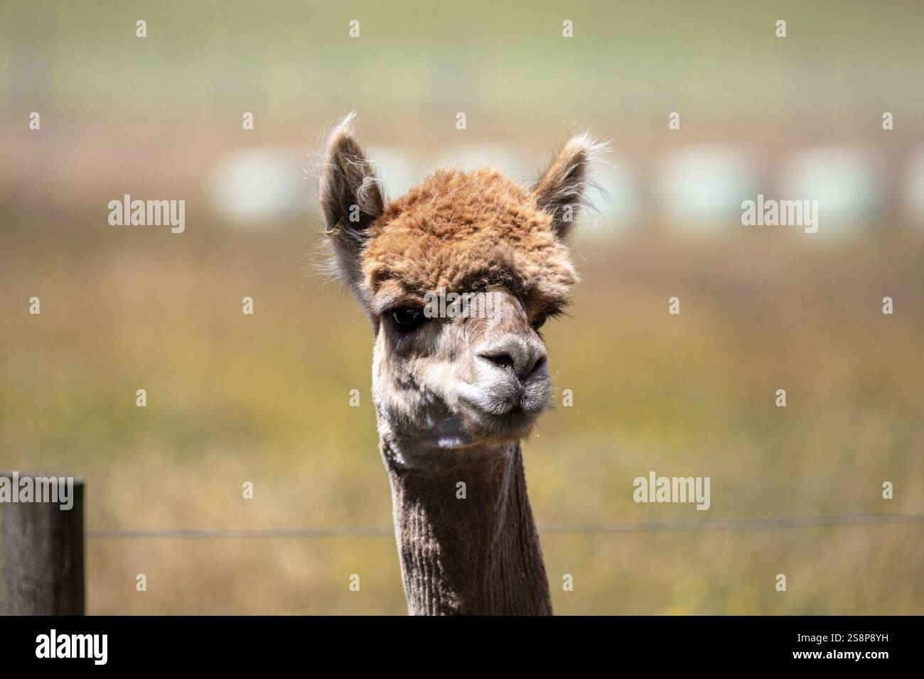 An image of an Alpaca animal in New Zealand Stock Photo - Alamy