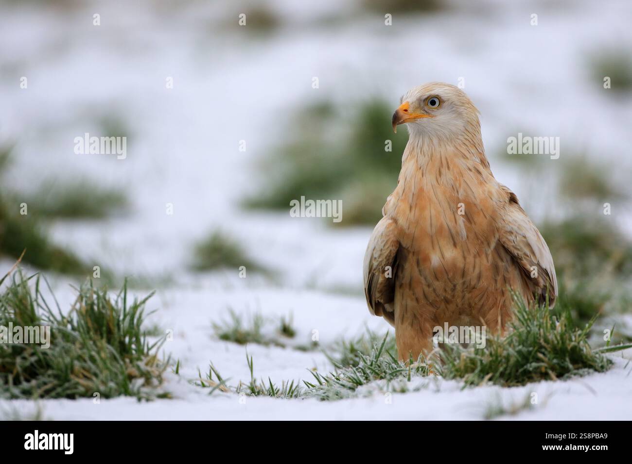Leucistic Red Kite in the Snow Stock Photo - Alamy