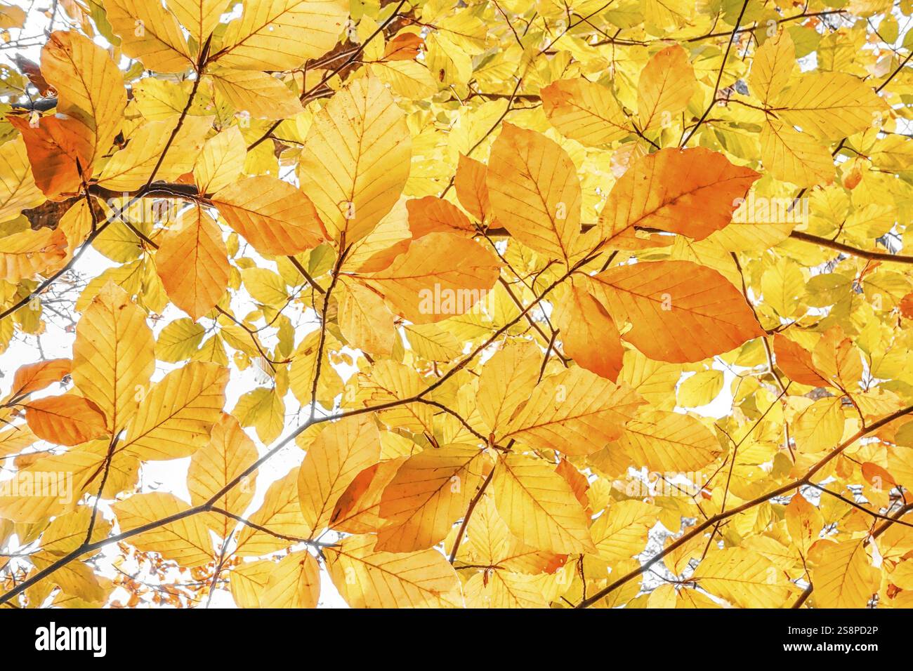 An image of a yellow autumn leaf background Stock Photo - Alamy