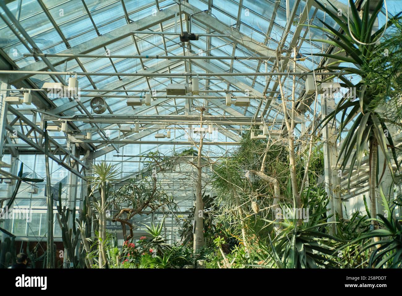 Lush greenery thrives under a glass ceiling in a botanical garden Stock ...