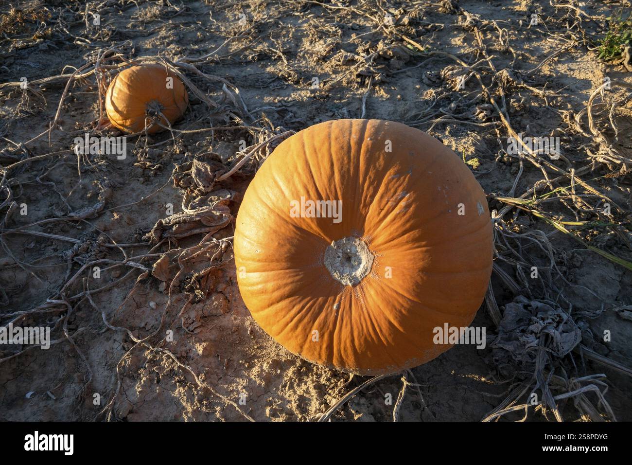 An image of a typical field of pumpkin Stock Photo - Alamy