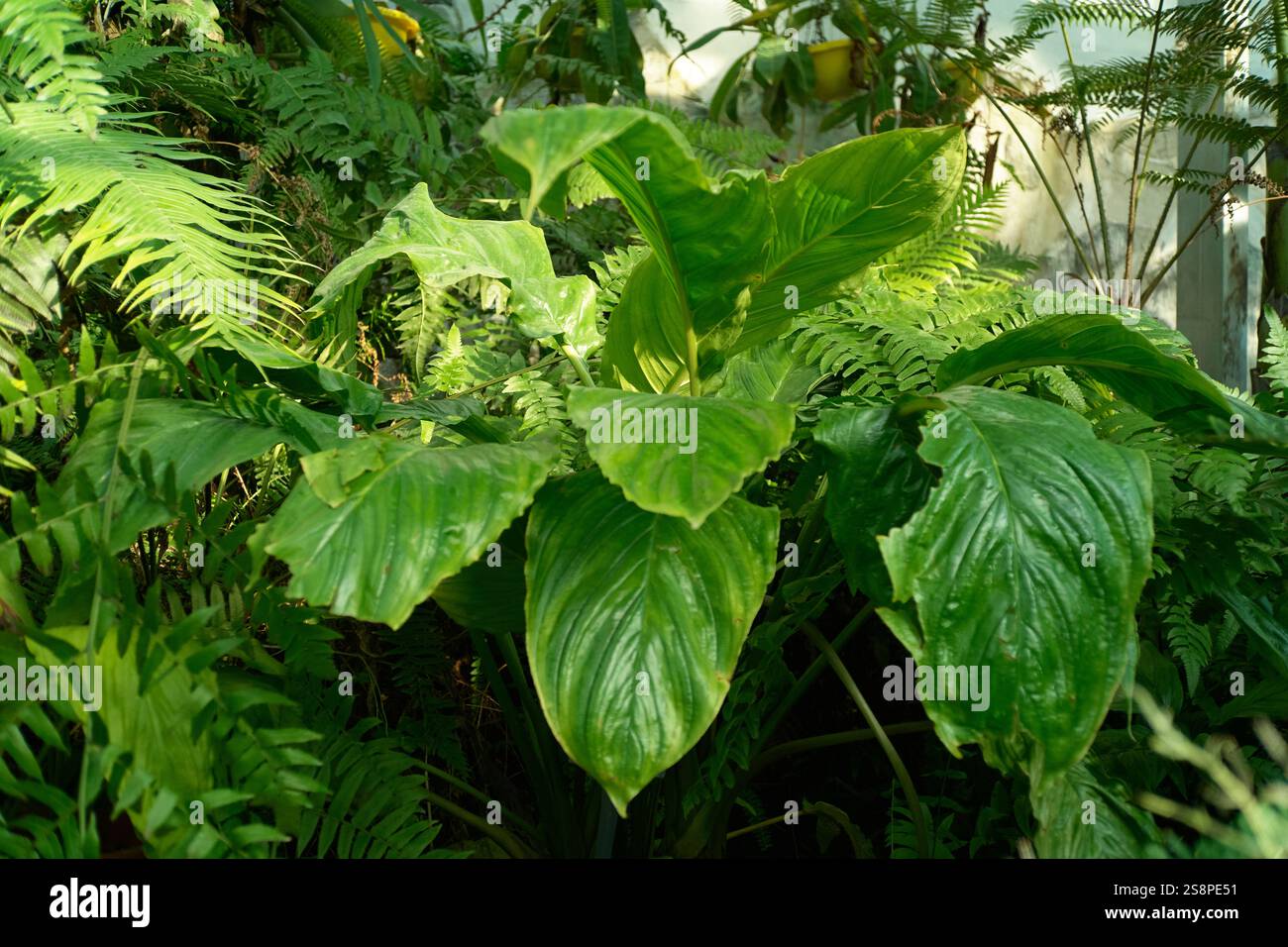 Lush green foliage in a greenhouse setting. Large, vibrant leaves ...