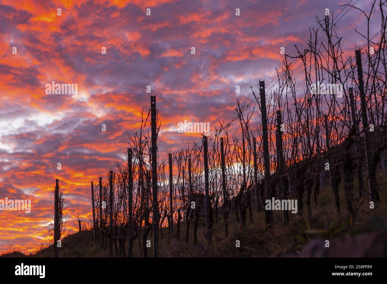 In the Radebeul vineyard below the Spitzhaus, Radebeul, Saxony, Germany ...