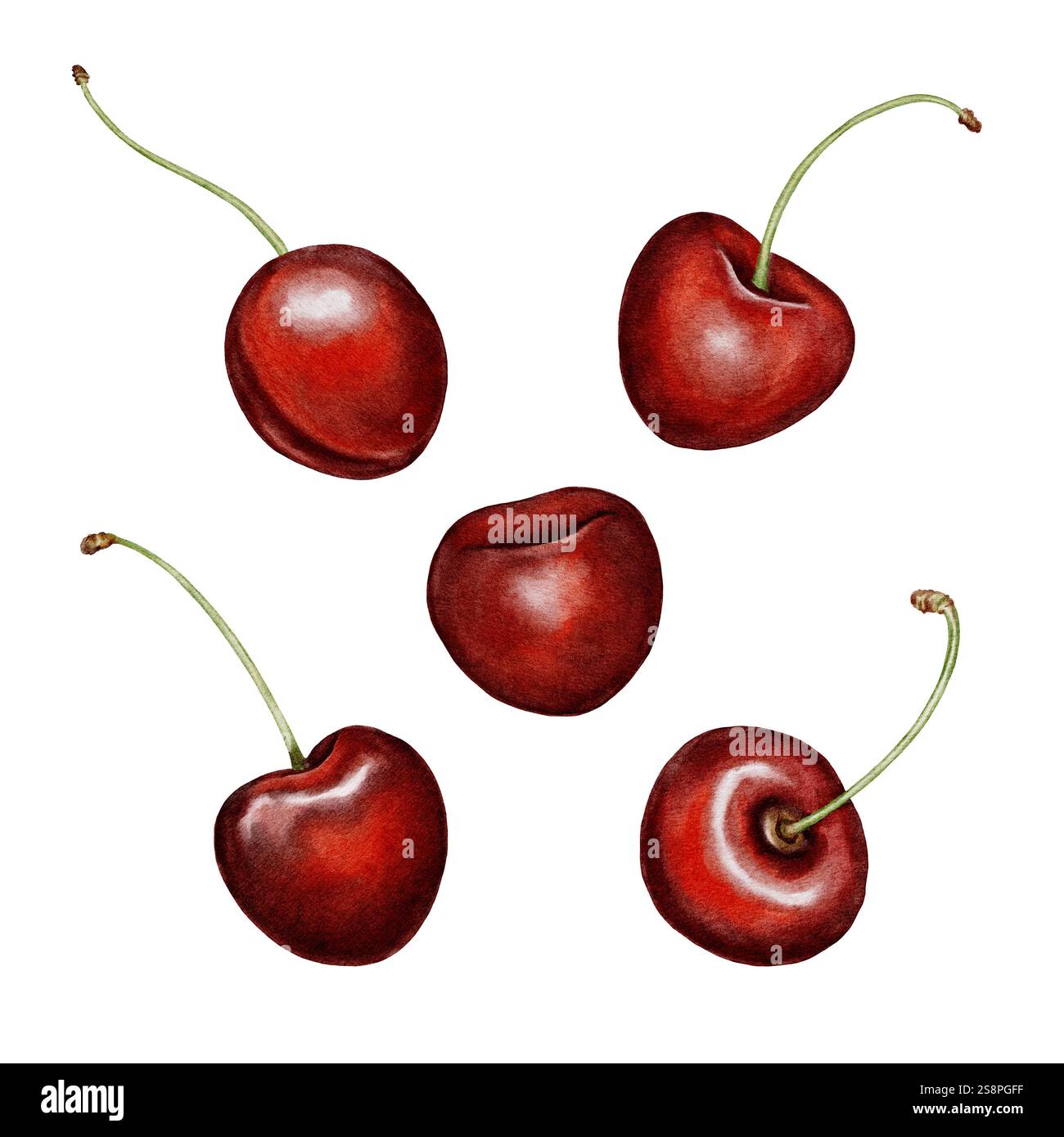 Red cherries with stems set watercolor. Hand drawn botanical ...