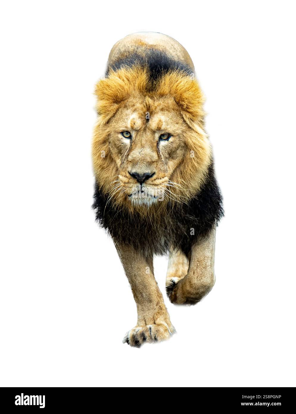 Restless lion (Panthera) in wait Stock Photo - Alamy