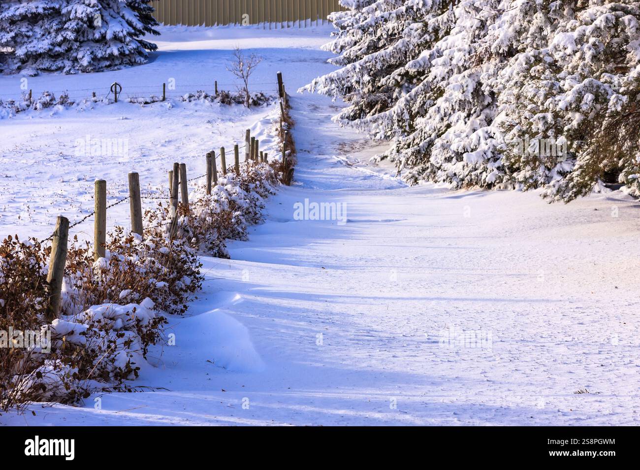 A winter scene of trees and a fence Stock Photo - Alamy