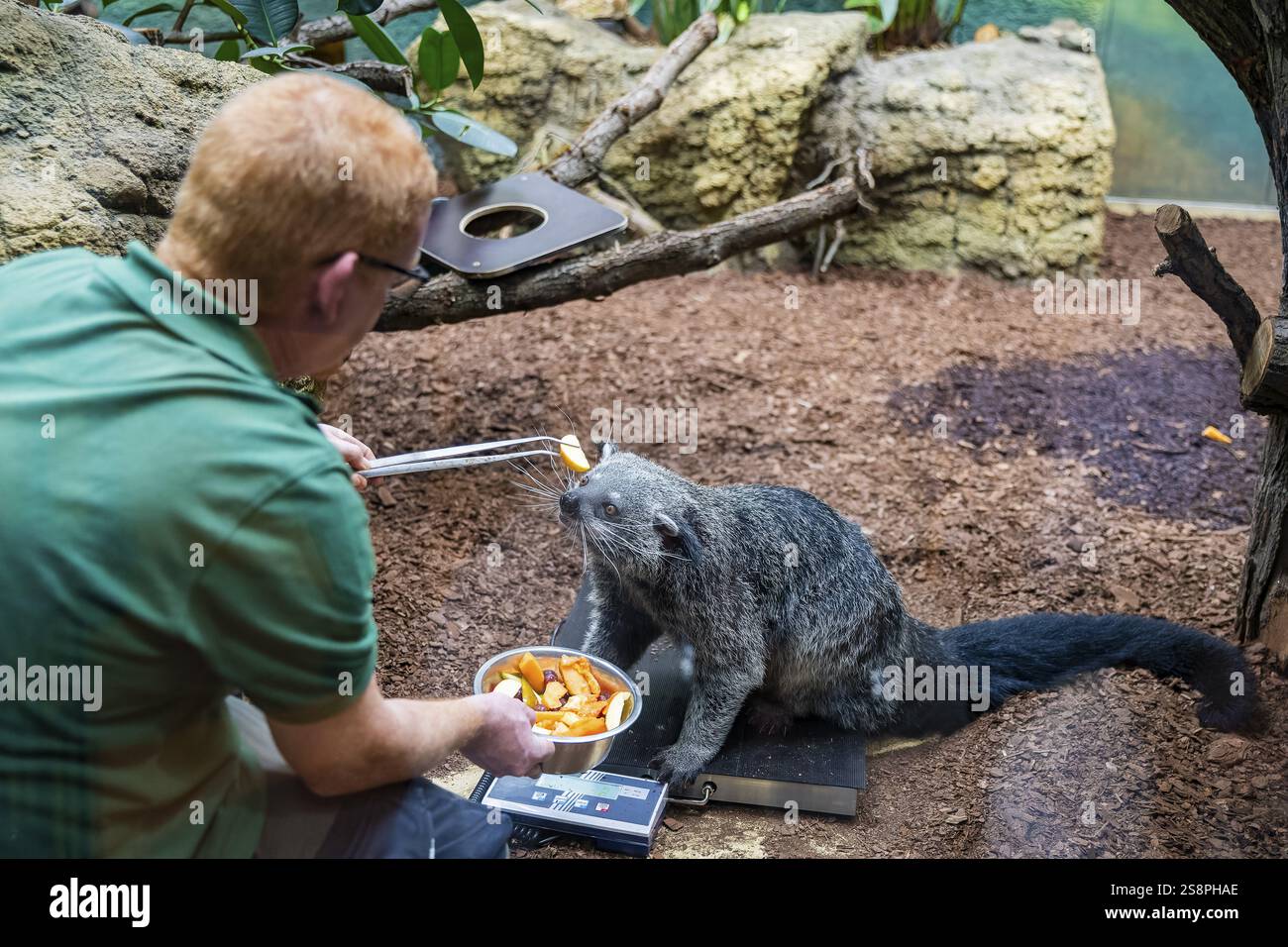 Animal inventory at Dresden Zoo At the turn of the year, the zoo takes ...