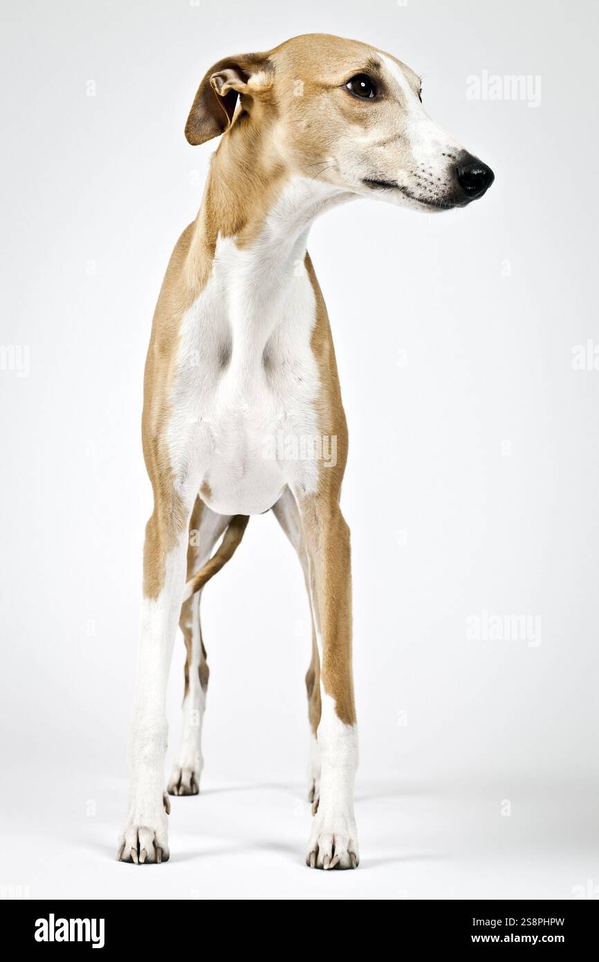 An image of a beautiful whippet dog on white background Stock Photo - Alamy