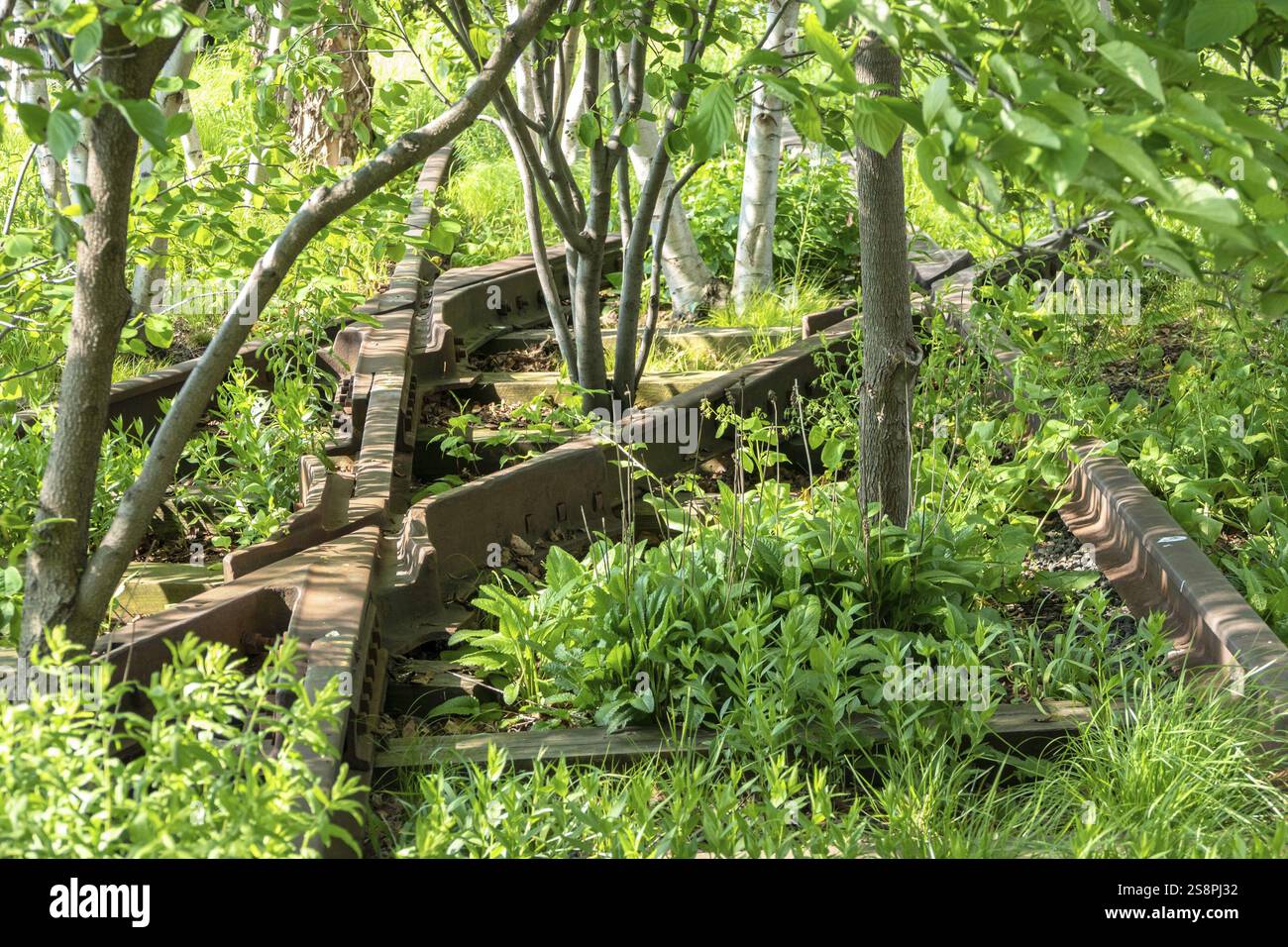 An image of overgrown tracks with bushes and trees Stock Photo - Alamy