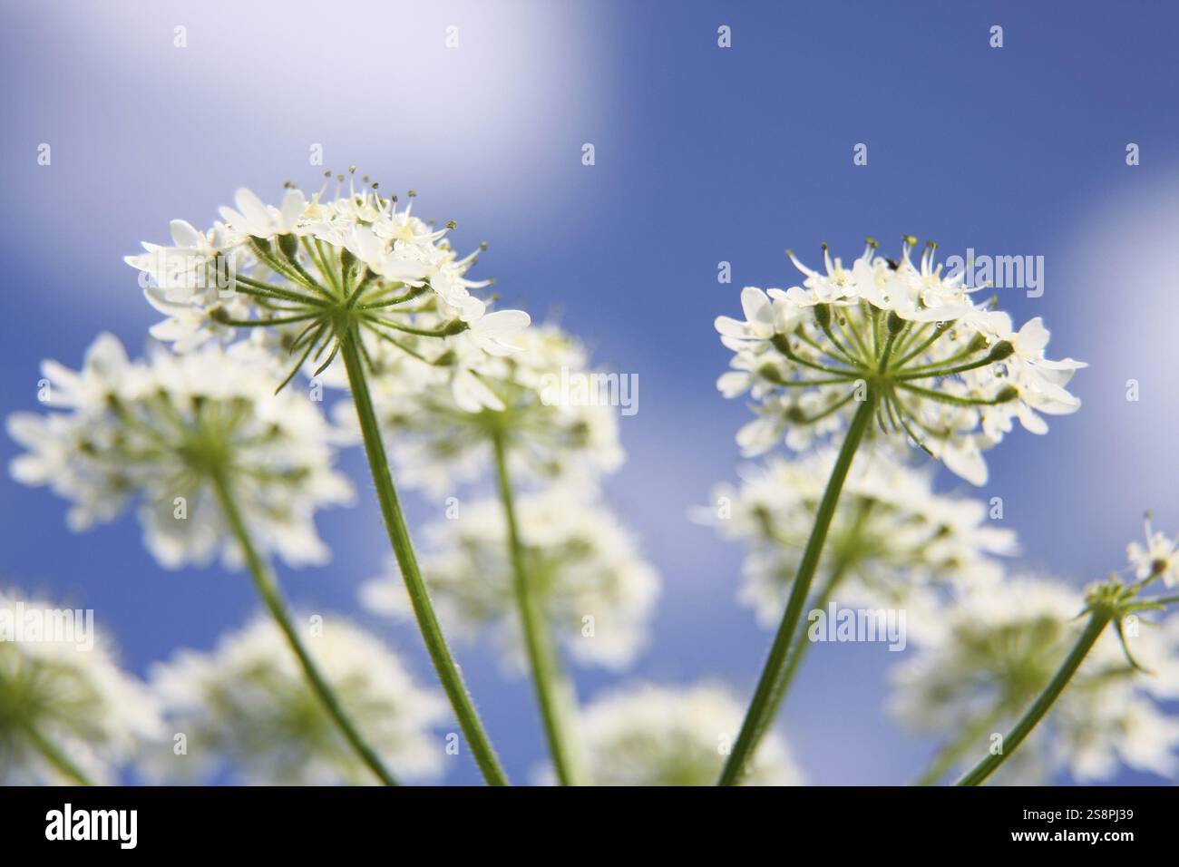 Image beautiful apiaceae flower hi-res stock photography and images - Alamy