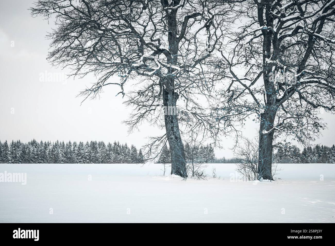 Tree images and pictures hi-res stock photography and images - Alamy