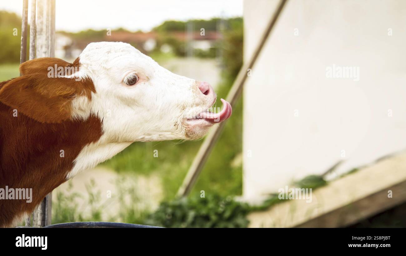 An image of a licking calf with text space Stock Photo - Alamy