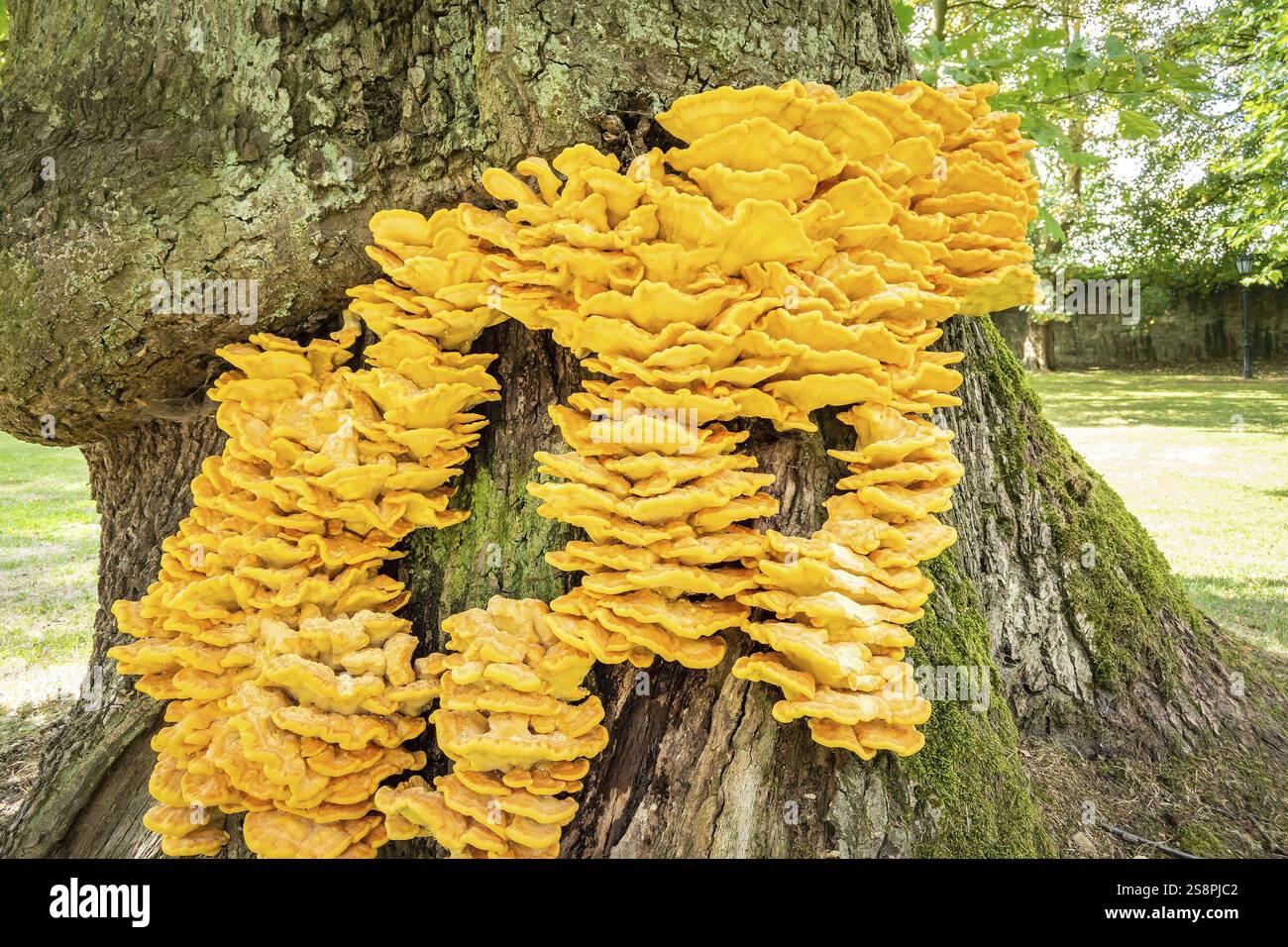 An image of a large Laetiporus sulphureus bracket fungus Stock Photo ...
