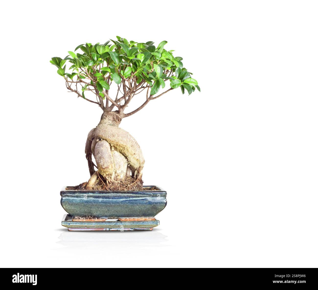 An image of a nice little bonsai tree Stock Photo - Alamy