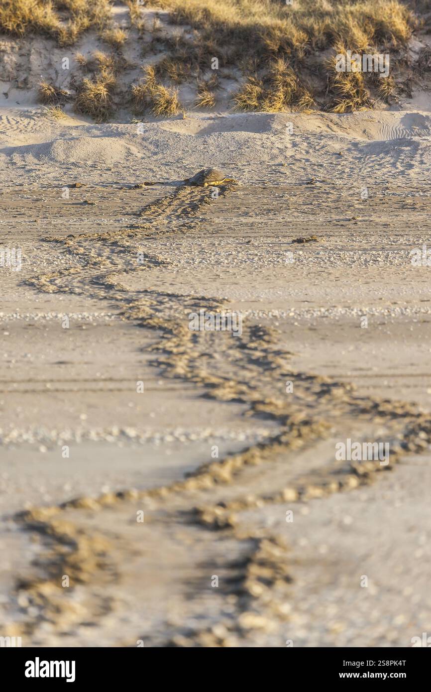 A turtle at 80 mile beach in Australia Stock Photo - Alamy