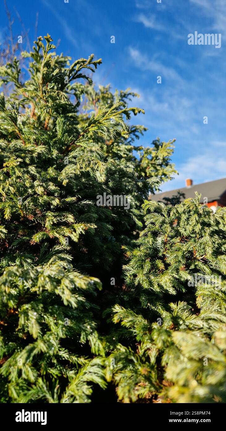 A lush view of green conifer tree branches extending against a vivid ...