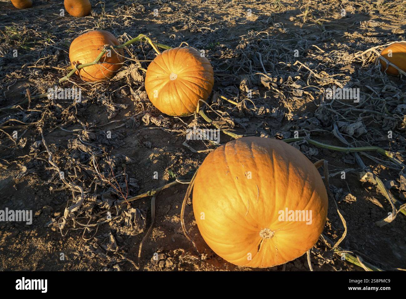 An image of a typical field of pumpkin Stock Photo - Alamy