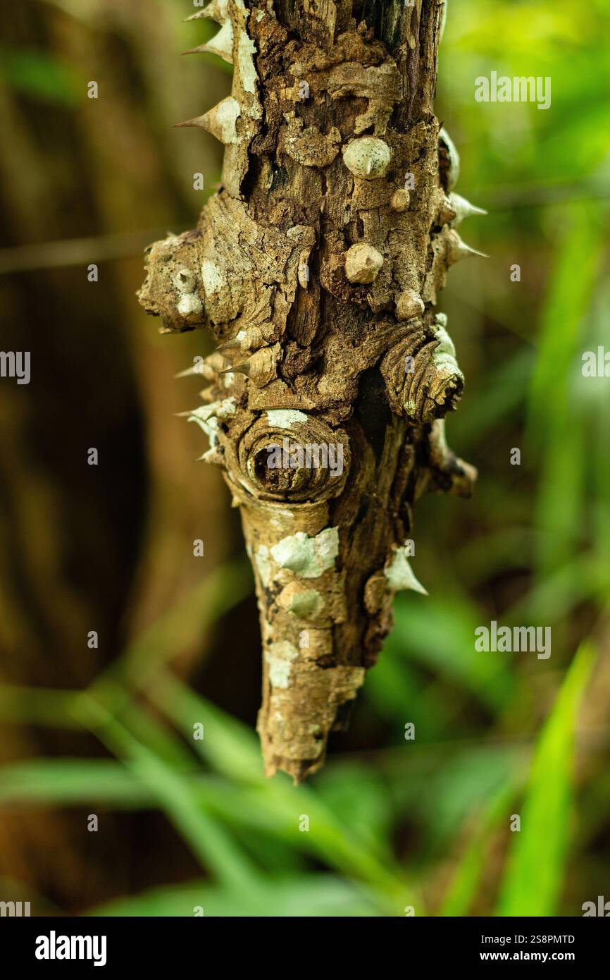 Goiania, Goias, Brazil – Janeiro 19, 2025: Detail of a piece of tree ...