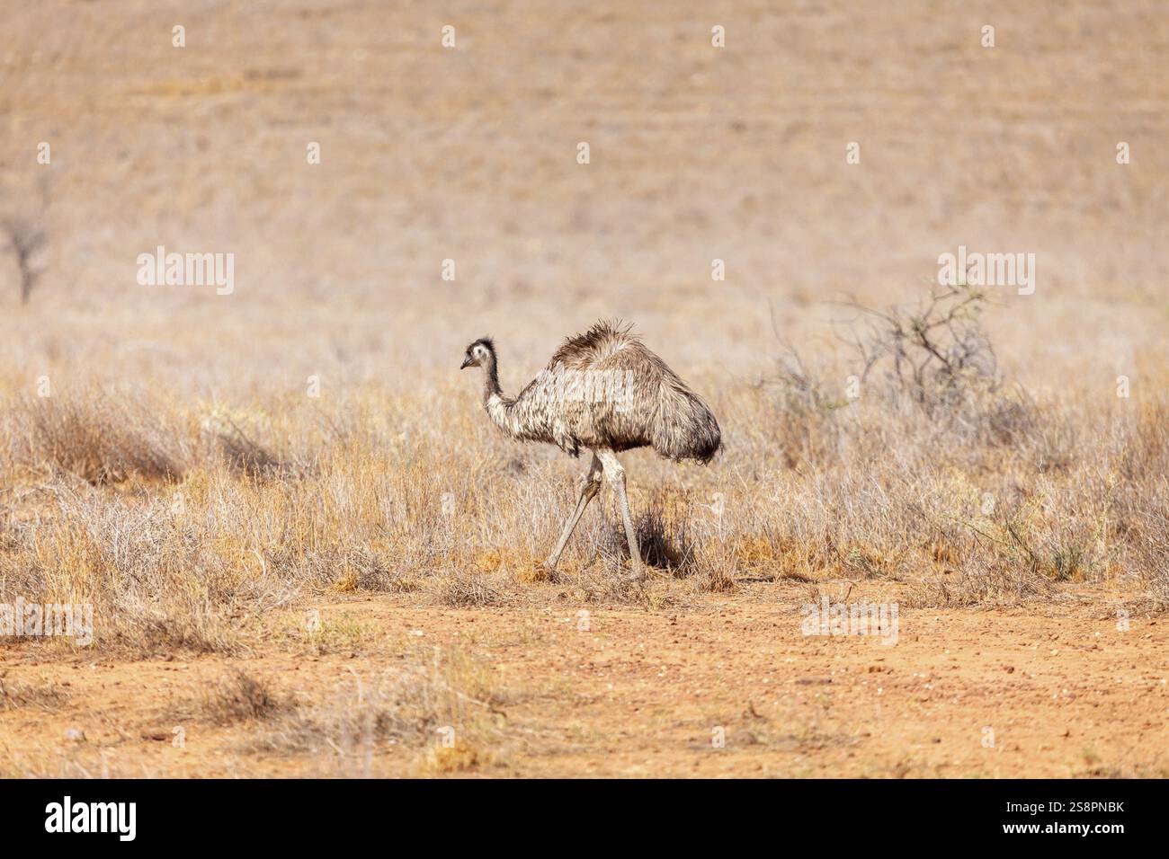 An image of an Emu Bird in Australia Stock Photo - Alamy