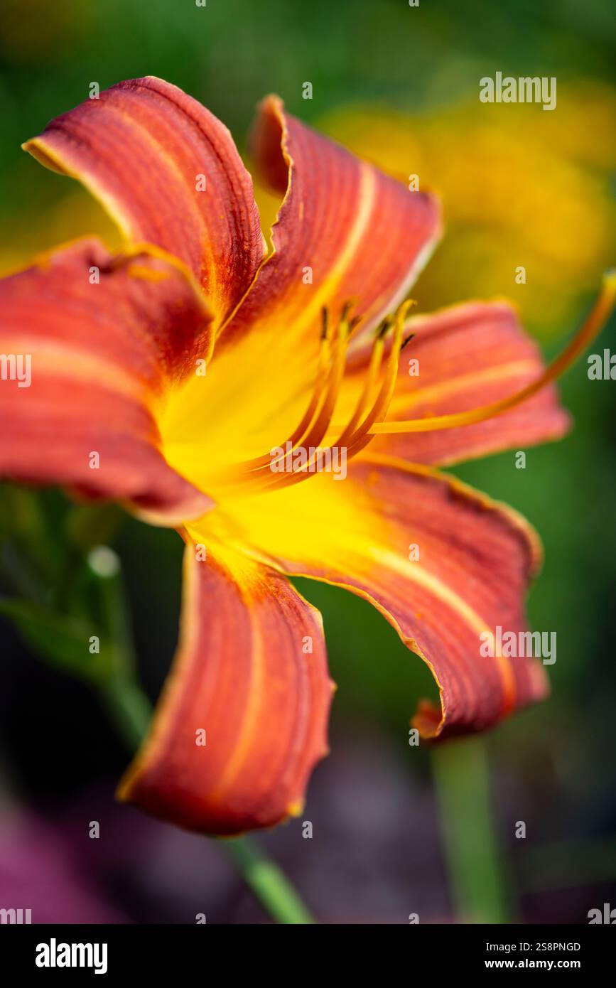 Hemerocallis 'Everydaylily red ribs' a summer flowering perennial Stock ...
