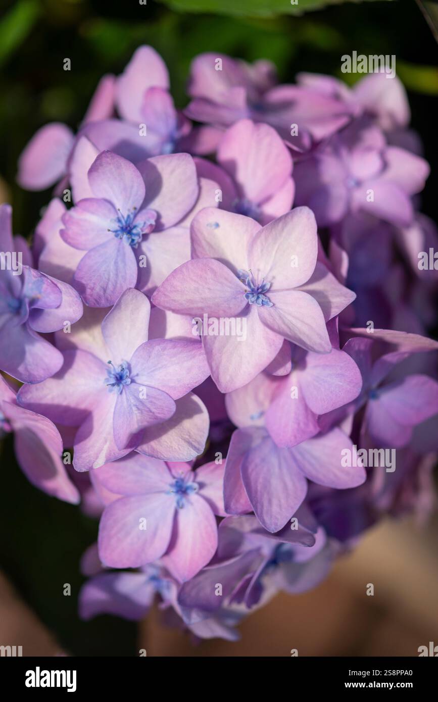 Large flower head of a hardy Hydrangea Macrophylla shrub Stock Photo ...