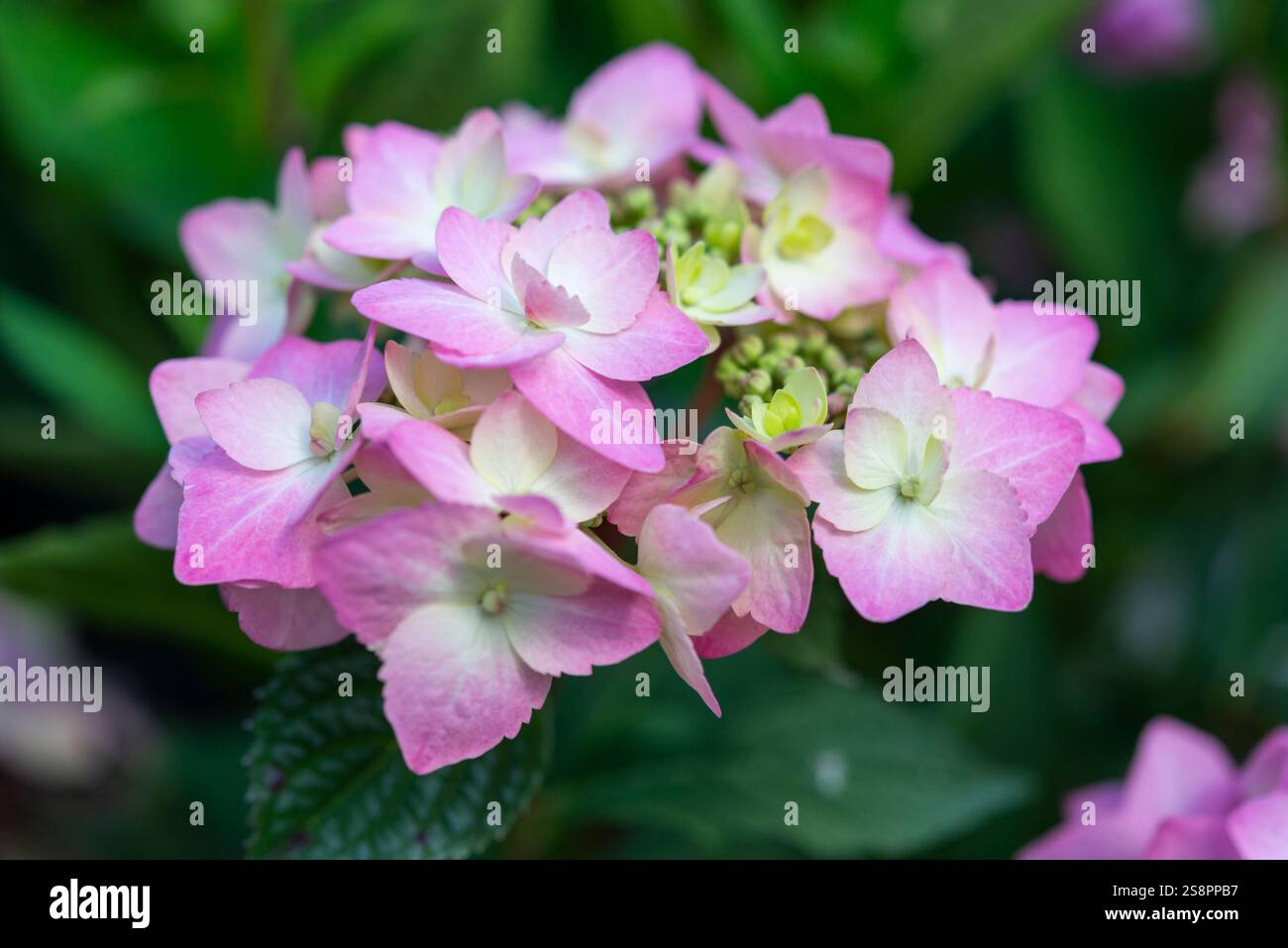 Large flowering head hi-res stock photography and images - Alamy