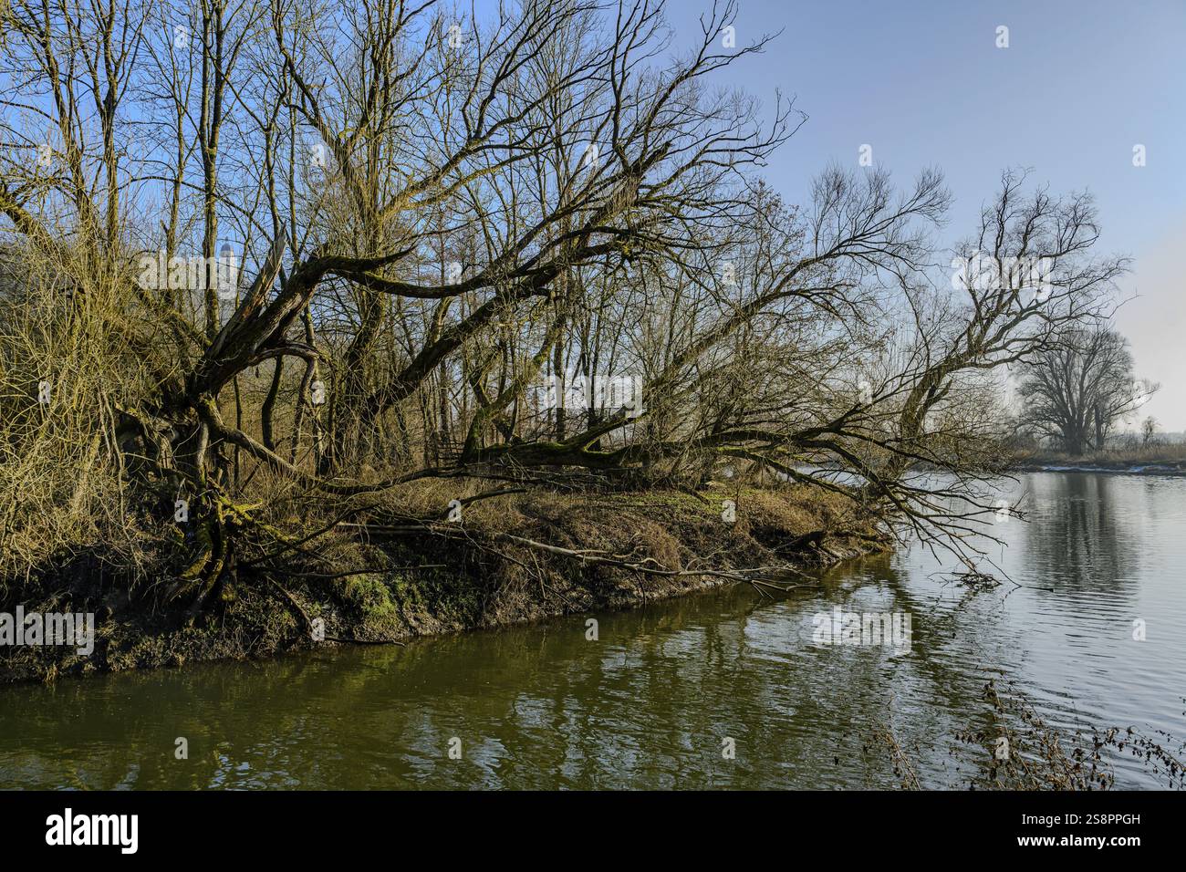 River lined with trees, reflected in the clear sky, Old Danube, Bogen ...