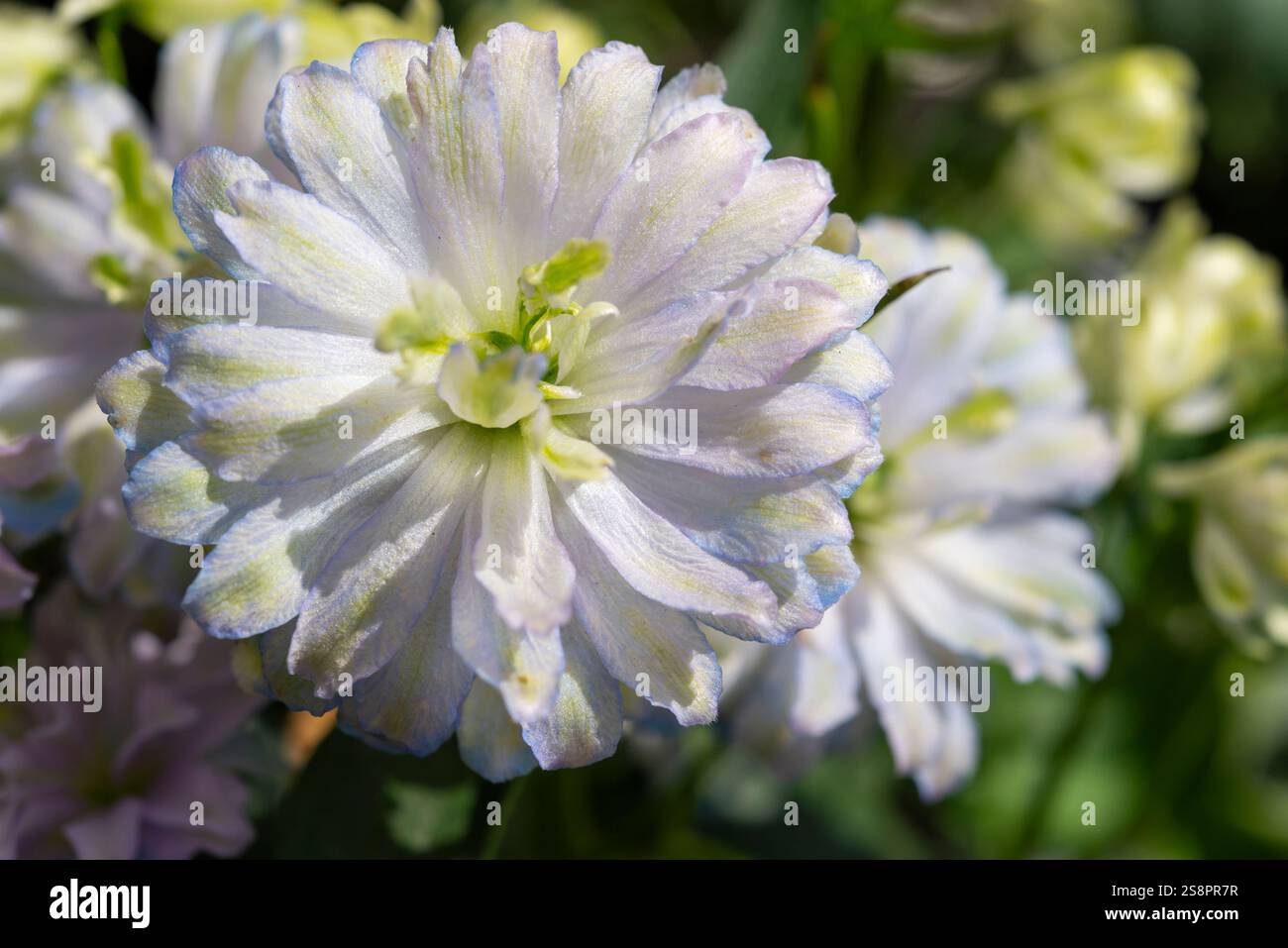 Delphinium 'Highlander Moonlight'. A perennial plant with pale blue flowers in summer Stock ...