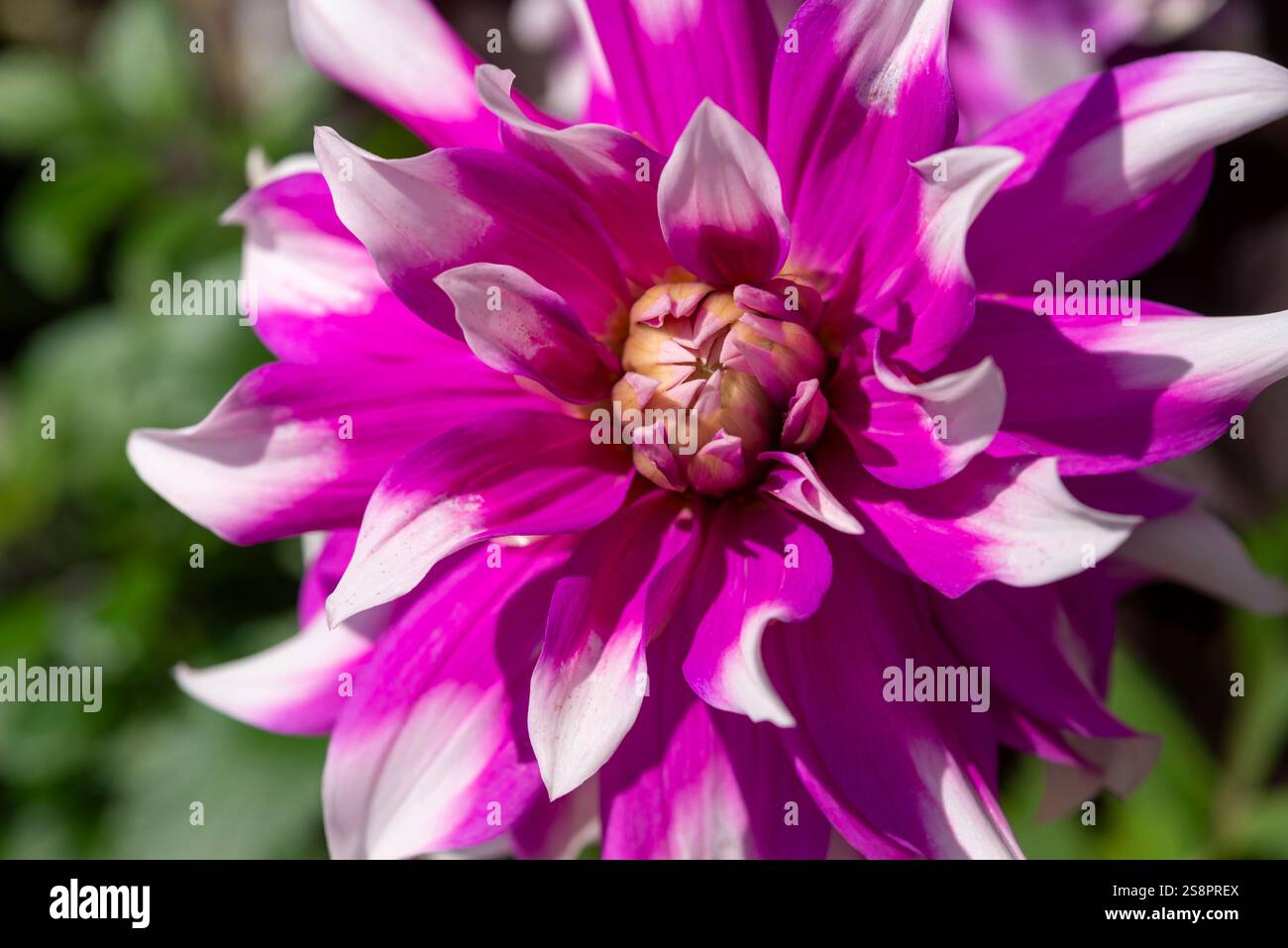 Dahlia 'Jean Marie' a variety with large double flowers with white and ...