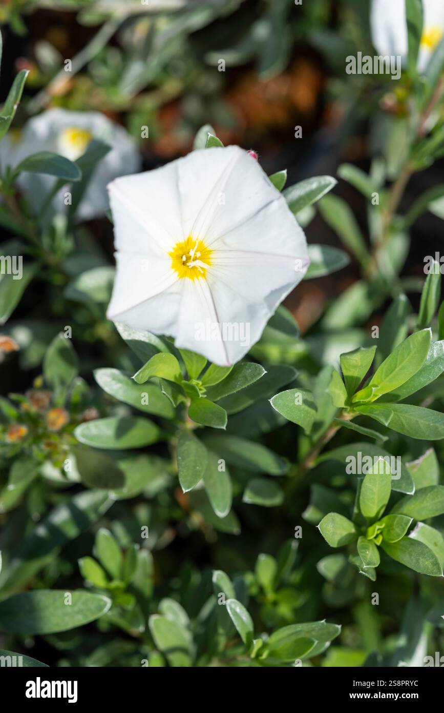 Convolvulus Cneorum (Silverbush) flower in close up. A bushy plant with ...